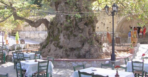 Το ελληνικό χωριό με τον γηραιότερο πλάτανο του κόσμου: Δεν θα το ...