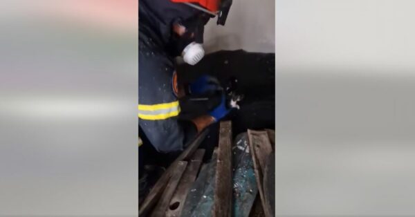 Συγκινητικό βίντεο: Γατάκια διασώζονται από την πυρκαγιά στην Πάρνηθα ...
