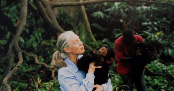 Jane Goodall: Έφυγε από τη ζωή σε ηλικία 91 ετών η ερευνήτρια που ...